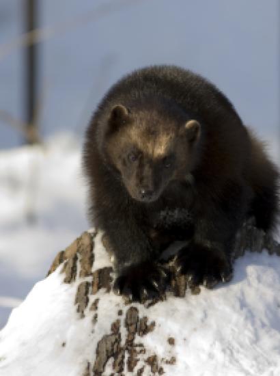 How Is A Wolverine Like A Spotted Owl? | Hoover Institution How Is A ...